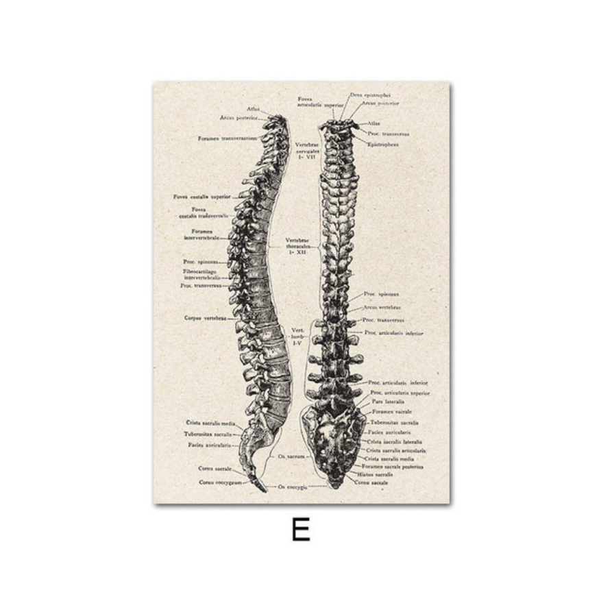 LX Human Anatomy Spine Poster Print [20X25cm, No Frame] – LocoSonix